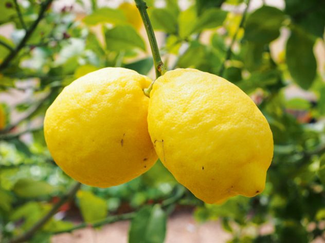 Lemons 101: Recipes, Varieties and How to Grow Them - Completehome
