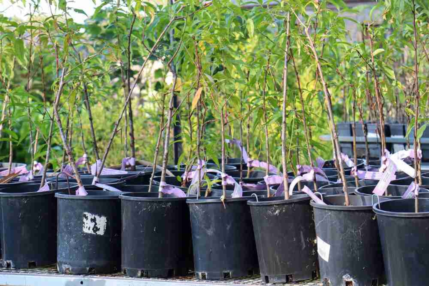 Spring is the perfect time to start repotting - get started today!