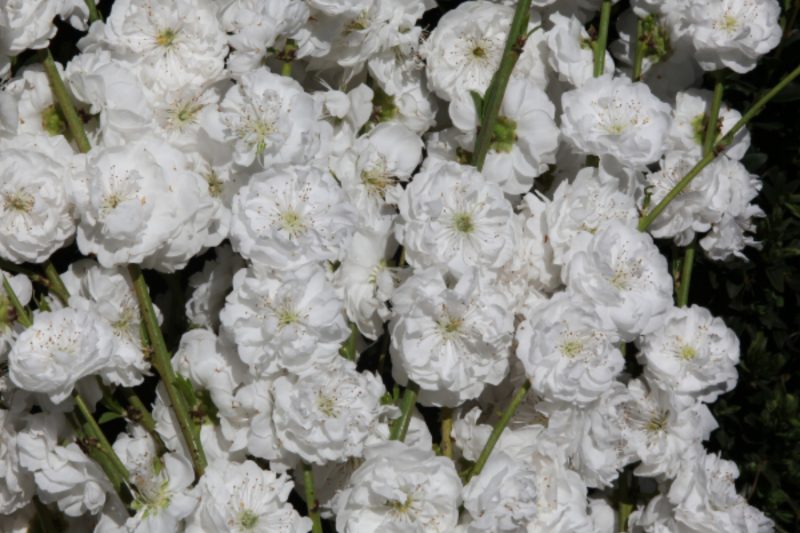 The flowering peach is easier to manage in Australia and equally beautiful