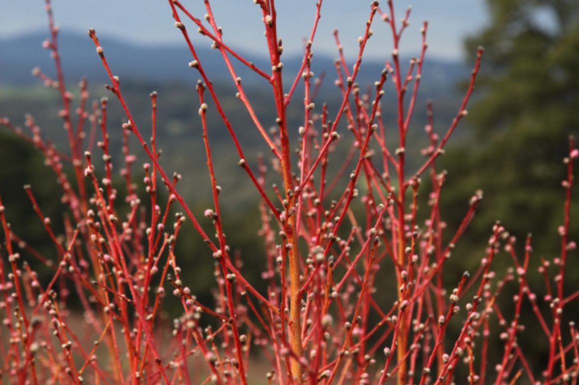 The flowering peach is easier to manage in Australia and equally beautiful