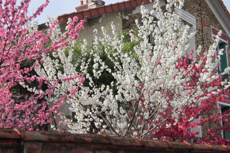 The flowering peach is easier to manage in Australia and equally beautiful