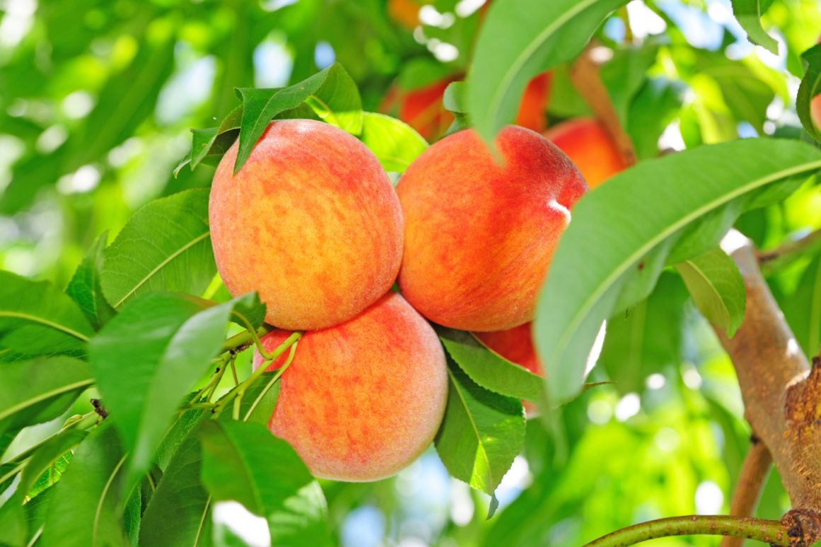 The first step to growing fruit trees is to choose the right one