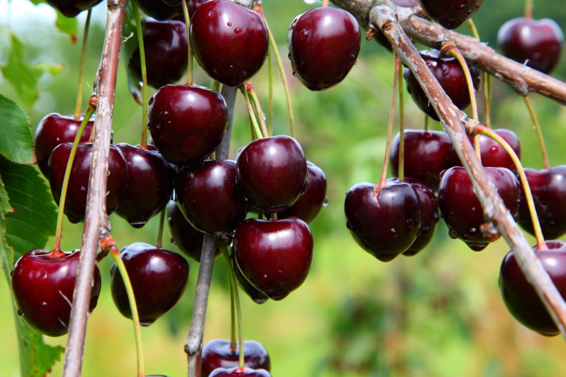The first step to growing fruit trees is to choose the right one