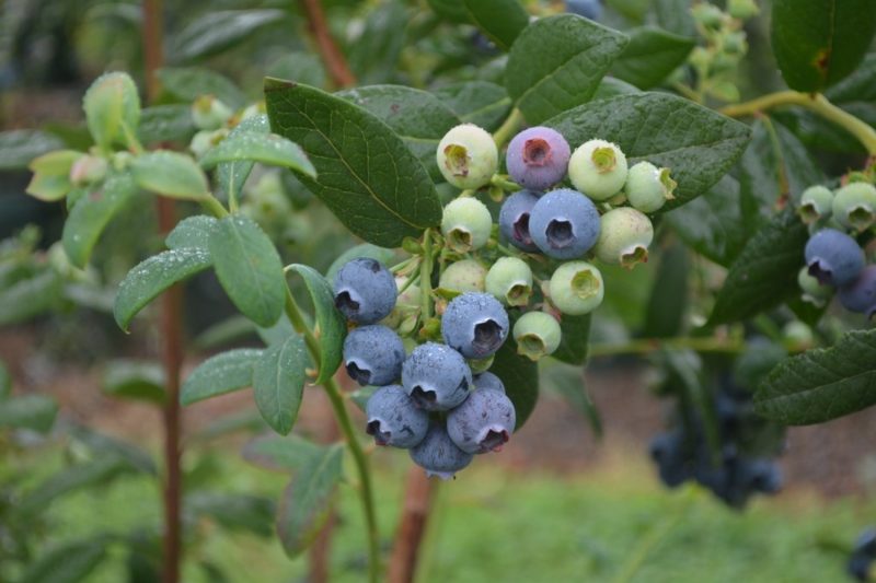 Everything you need to know about growing a blueberry plant