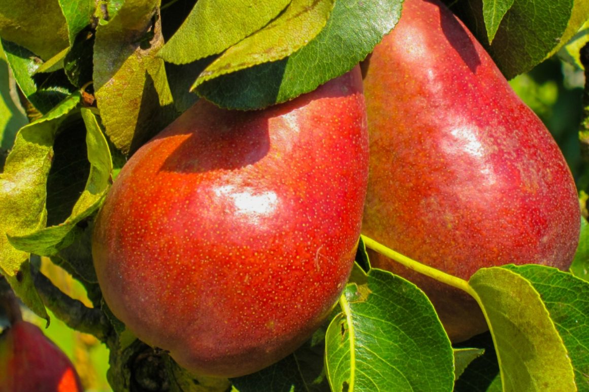 Introducing Plantnet's new range of Summer crunch pears