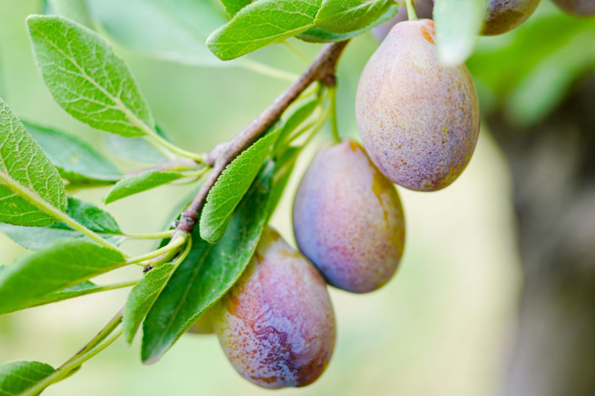Smart gardening: Perfect Dwarf Fruit Trees for Small Spaces - Completehome