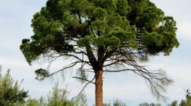 The Roman Pine: naturally grown in southern Europe