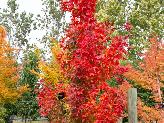 New Fleming’s Urban and Street Trees – Yes Please! - Project | ODS