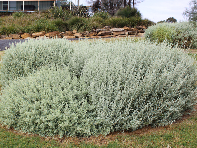 Ozbreed’s Most Popular New Native Shrubs and Groundcovers | ODS