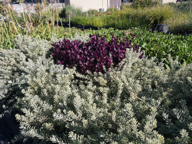Ozbreed’s Most Popular New Native Shrubs and Groundcovers - Project | ODS
