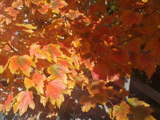 Big Deciduous Trees Perfect for Indoor and Outdoor Living - Project | ODS