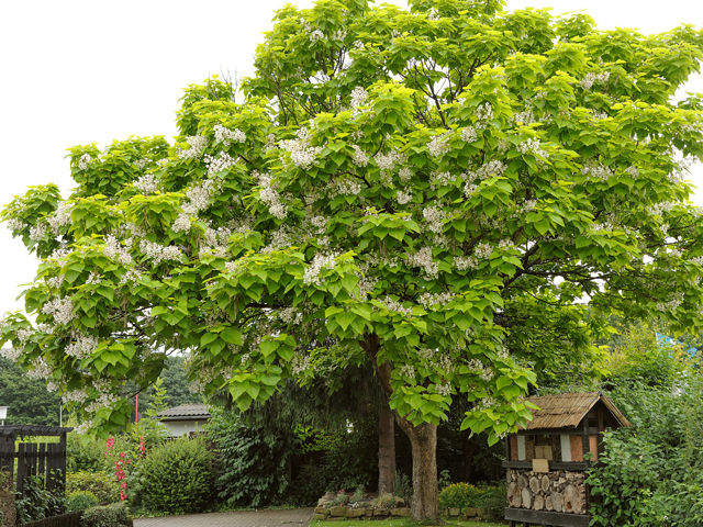 Big Deciduous Trees Perfect for Indoor and Outdoor Living - Project | ODS