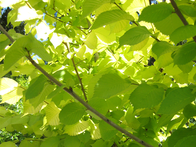 Big Deciduous Trees Perfect for Indoor and Outdoor Living - Project | ODS