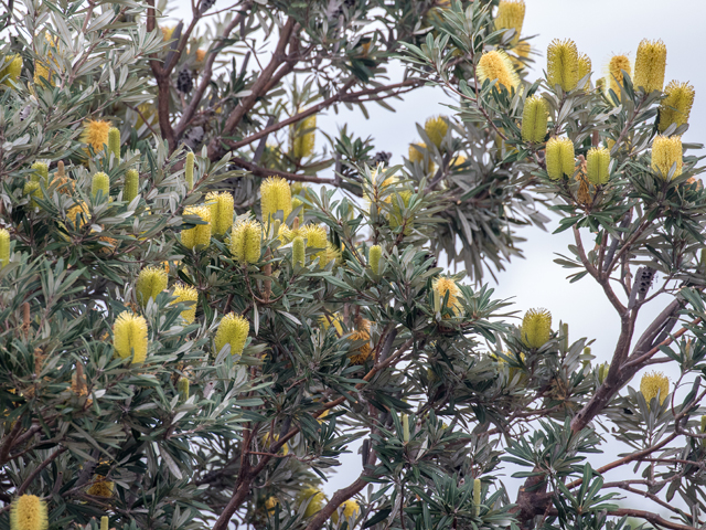 First, Second & Third Tier Coastal Tree Selections | ODS