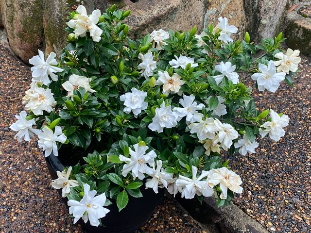 Gardenias Bloom at Paradise Plants - Project | ODS