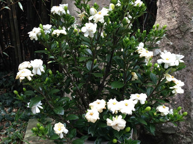 Gardenias Bloom at Paradise Plants - Project | ODS