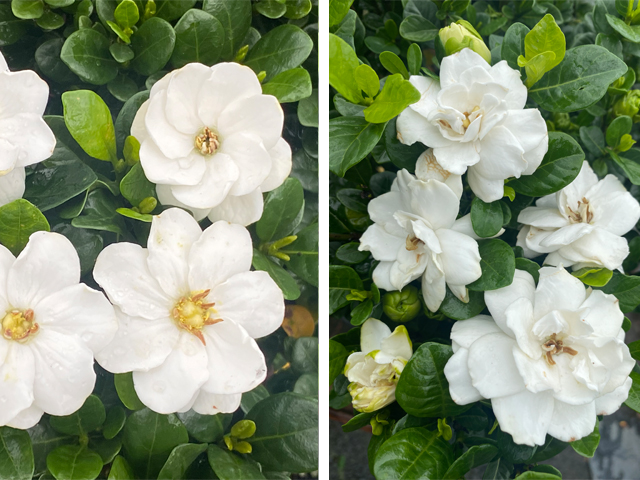 Gardenias Bloom at Paradise Plants - Project | ODS