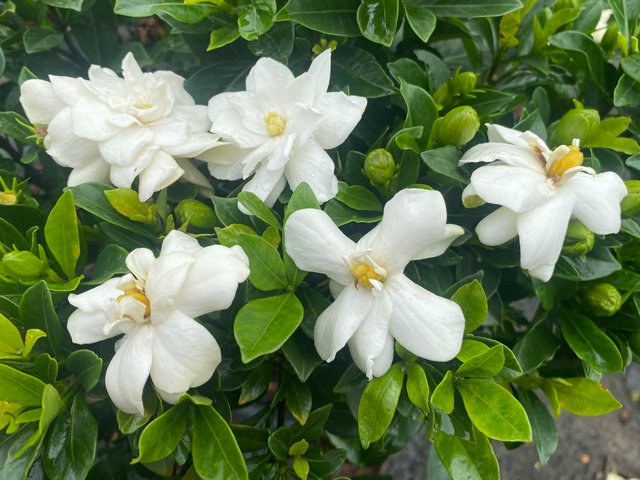 Gardenias Bloom at Paradise Plants - Project | ODS