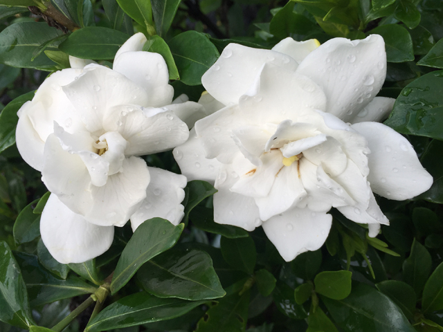 Gardenias Bloom at Paradise Plants | ODS