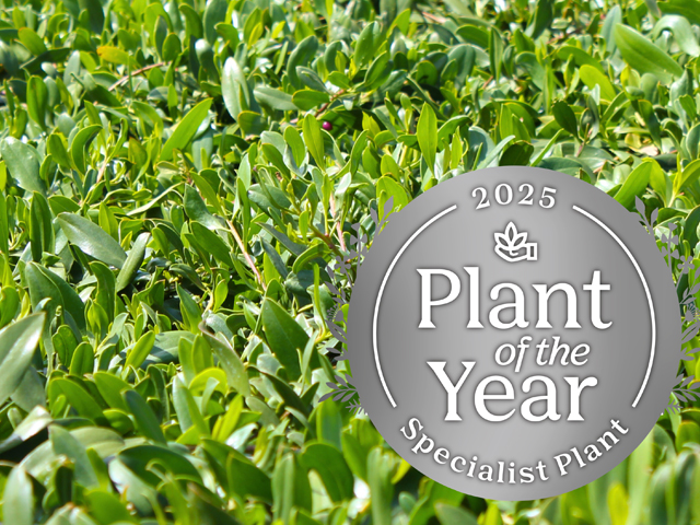 Ozbreed's Ground Hug™ Has Won Specialist Plant of the Year 2025! | ODS