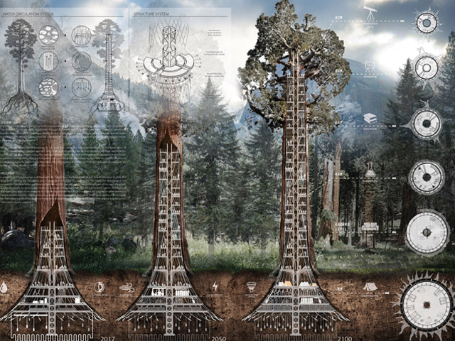 Giant Sequoia Cities - Project | ODS