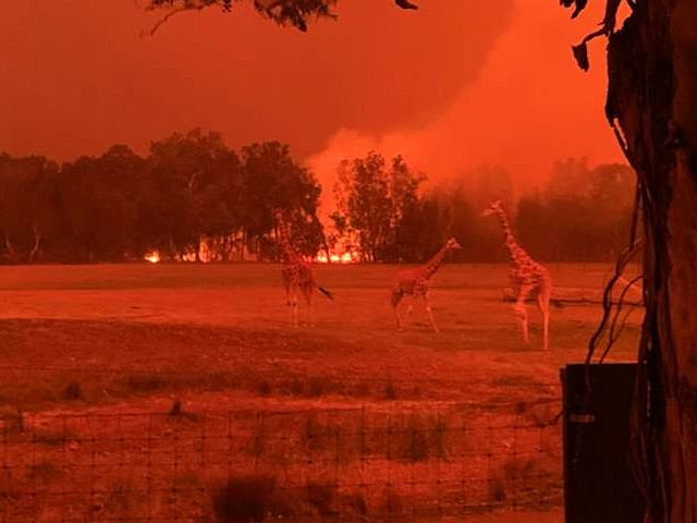 Wildlife Hospital to Aid in Bushfire Recovery - Project | ODS