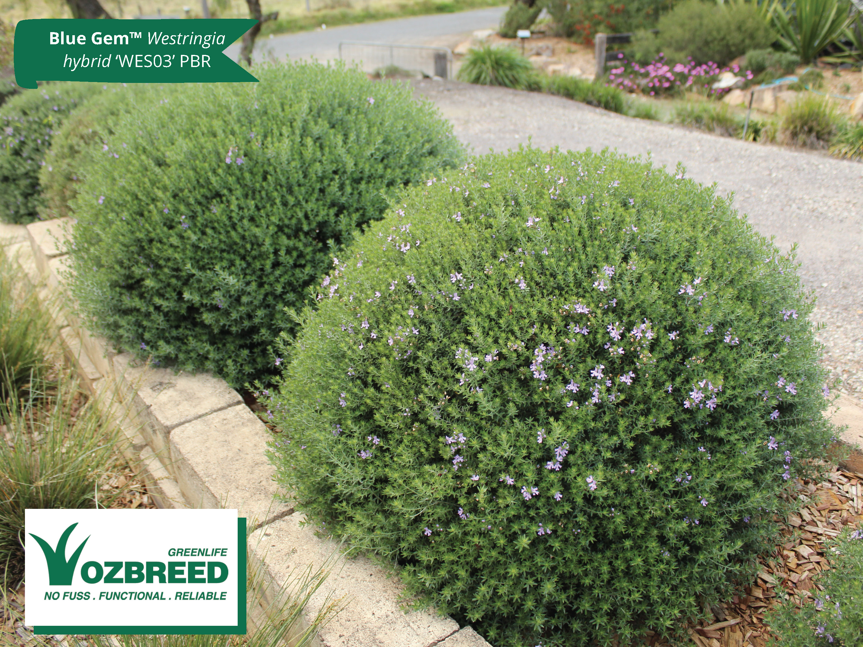 Quality, Eco-friendly Landscape Plants - Project | ODS