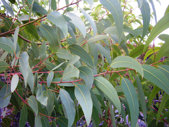 Small Native Trees in High Demand - Project | ODS