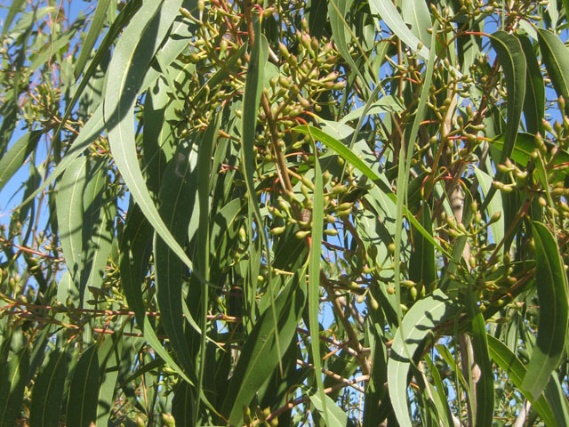 Small Native Trees in High Demand - Project | ODS