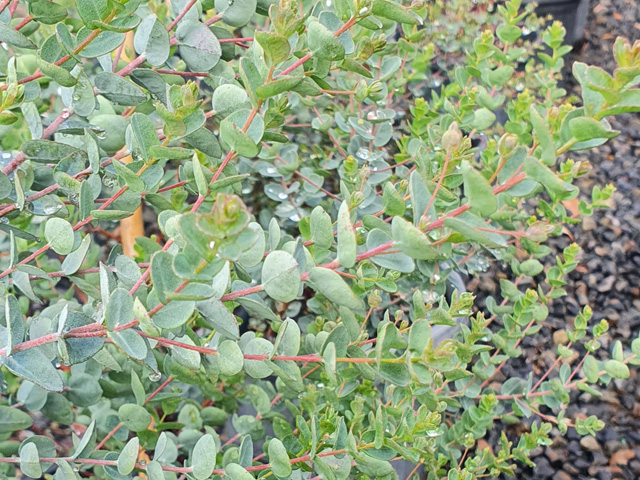 Small Native Trees in High Demand - Project | ODS