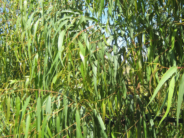 Small Native Trees in High Demand - Project | ODS