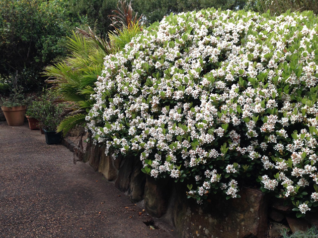 Perfect Plants for Spring - Project | ODS