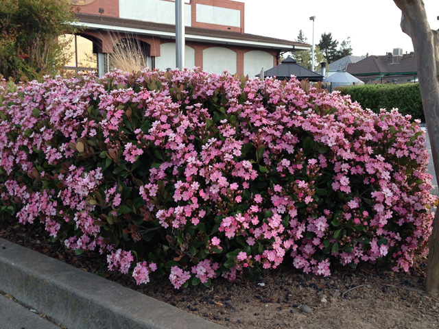 Perfect Plants for Spring - Project | ODS