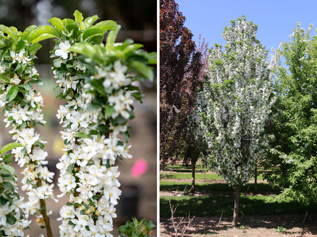 Fleming’s Nurseries Releases New Trees Set to Please - Project | ODS