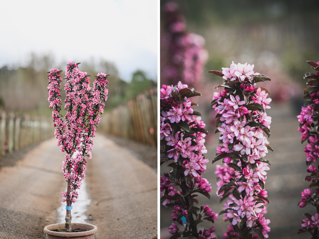 Fleming’s Nurseries Releases New Trees Set to Please - Project | ODS