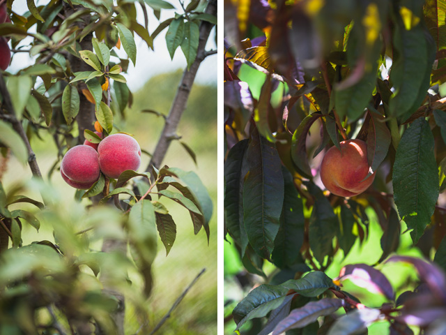 Fleming’s Nurseries Releases New Trees Set to Please - Project | ODS