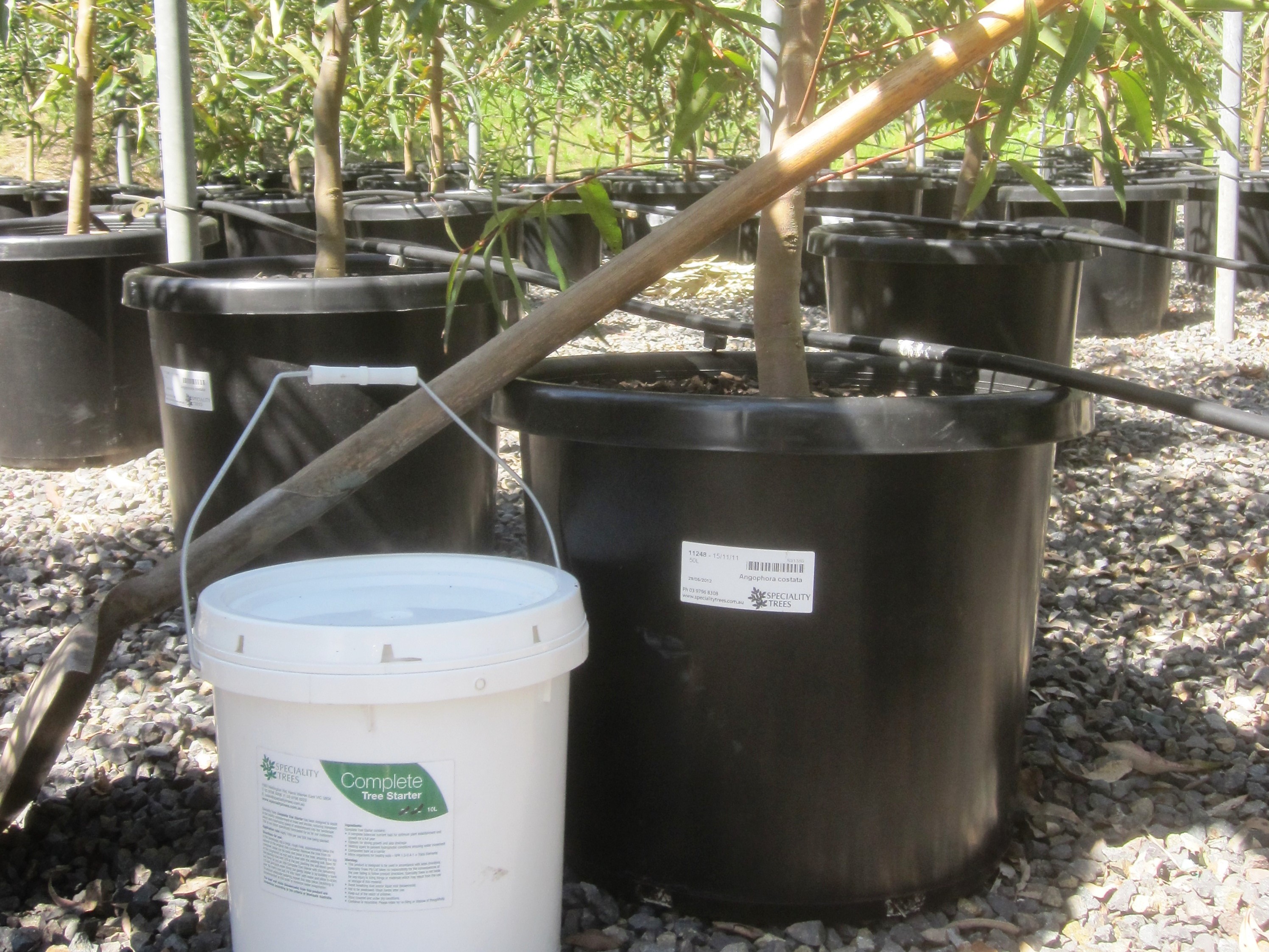 Speciality Trees Guide to Planting Advanced Trees - Project | ODS