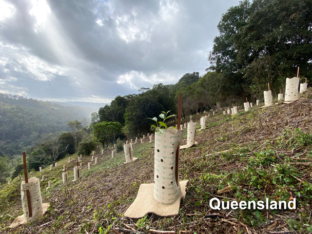Sustainably Protecting Seedlings Across Australia - Project | ODS