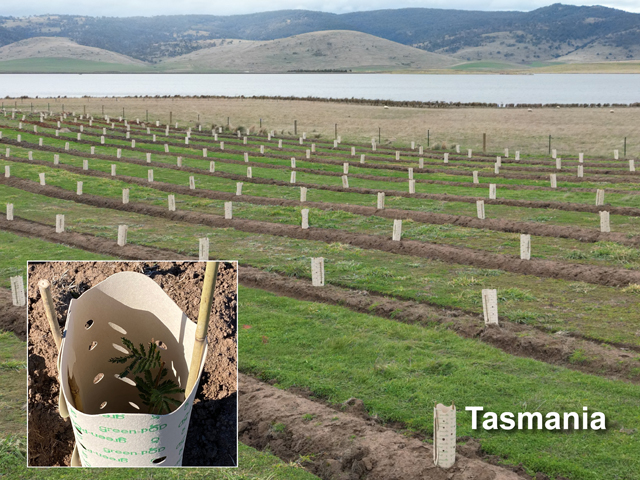 Sustainably Protecting Seedlings Across Australia - Project | ODS