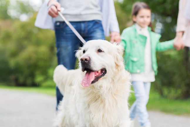 How pets bring people together - WellBeing Magazine