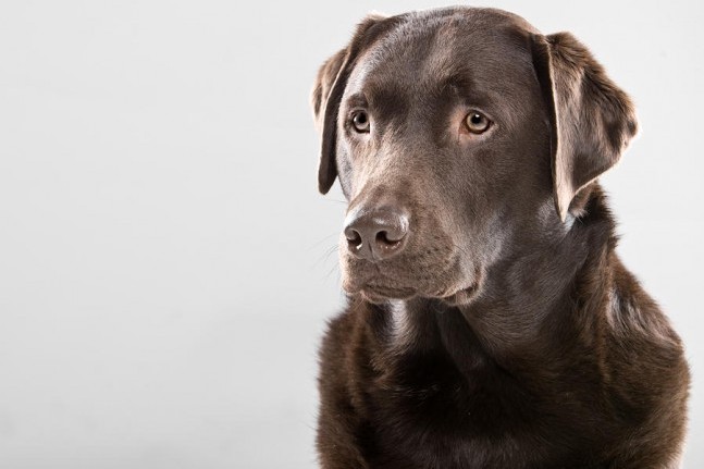 Chocolate Labrador retrievers have lower life expectancy - WellBeing