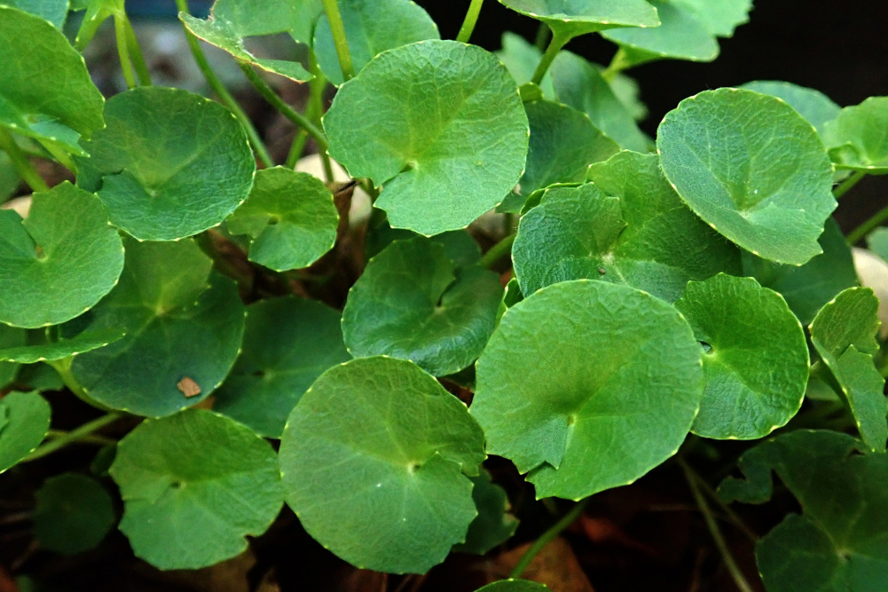 Discovering the benefits of gotu kola - WellBeing Magazine