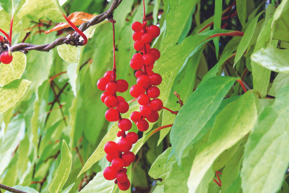 Schisandra – the beauty berry - WellBeing Magazine