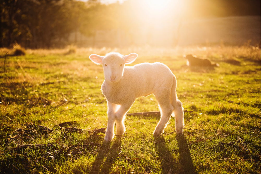 Herbal Solutions for Sick Lambs - WellBeing Magazine