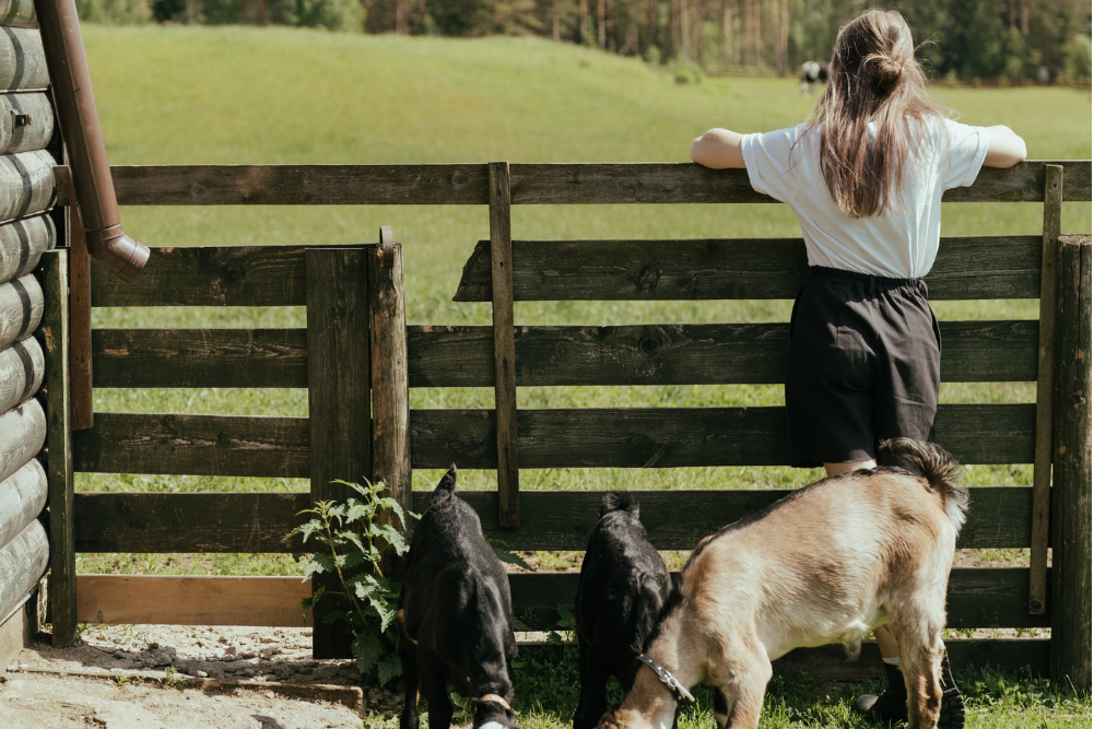 Homesteading for beginners - WellBeing Magazine