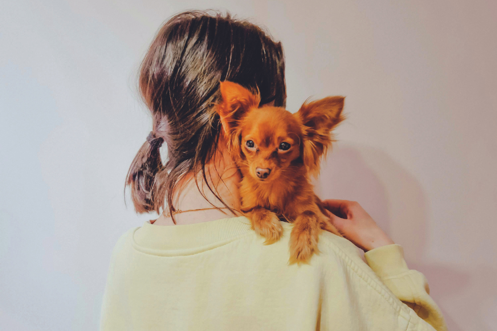 CDD - cognitive decline in your dog - WellBeing Magazine