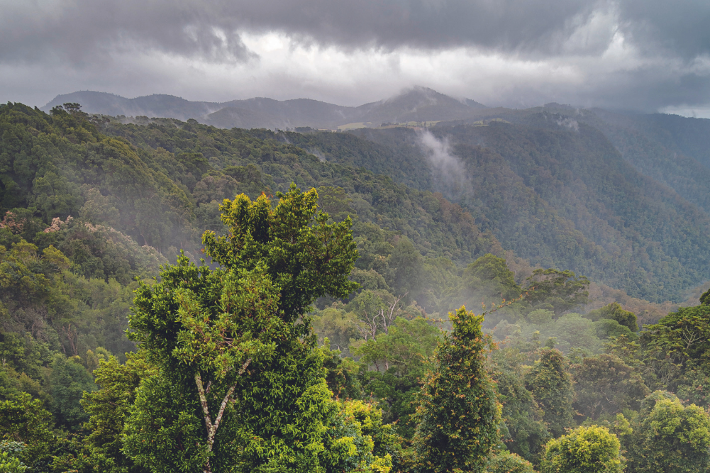 Sky Walking in the Gondwana Rainforest - WellBeing Magazine