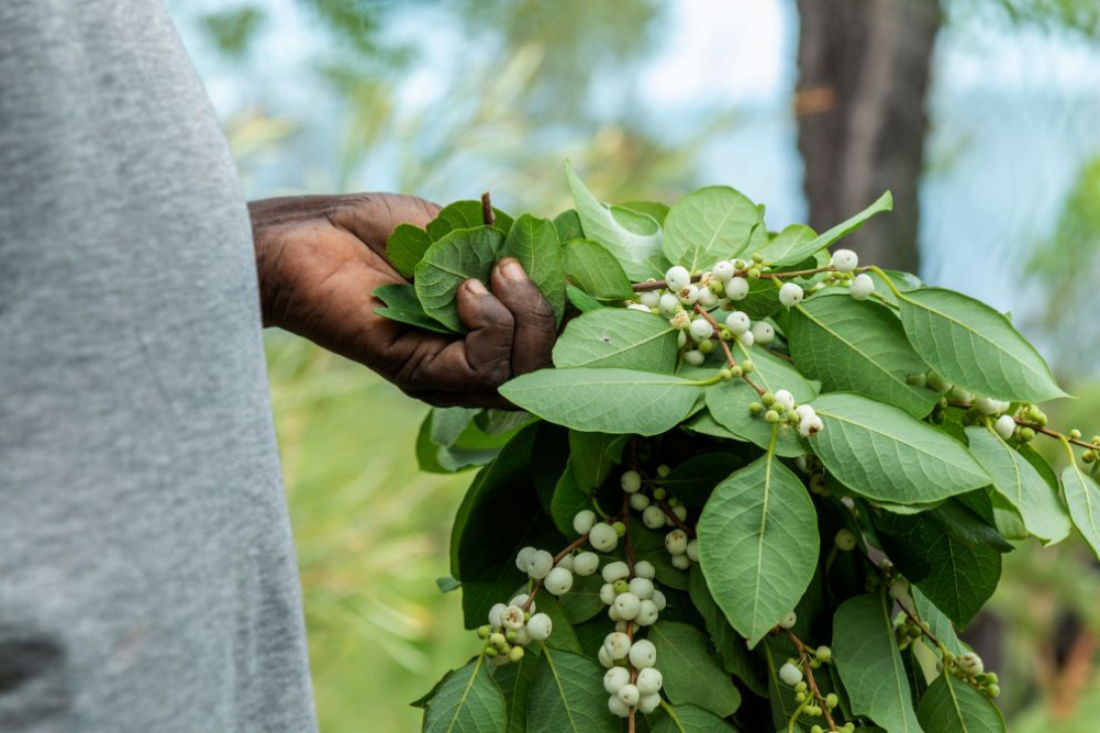 Connecting Indigenous Communities Through Food and Social Eating ...